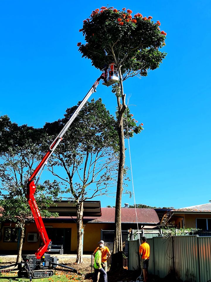 Tree Lopping – Common Mistakes to Avoid - Springfield Tree Service