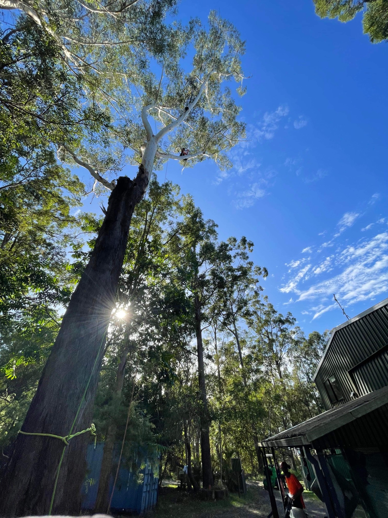 Expert Tree Lopping and Removal Services in Sunshine Coast: Benefits ...
