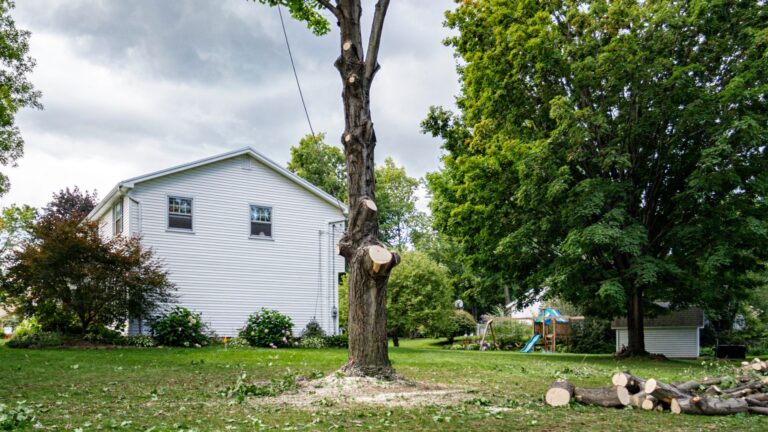 Enhancing Property Value Through Professional Tree Care Services ...